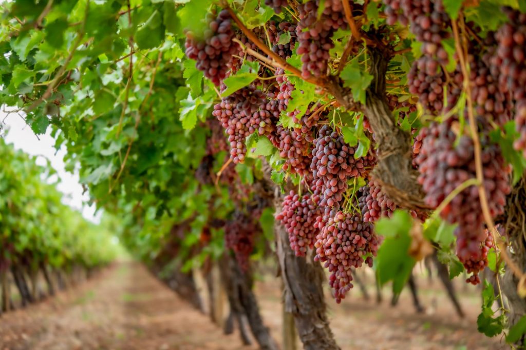 WorldStar Winner: Australian Table Grapes Traceability Pilot