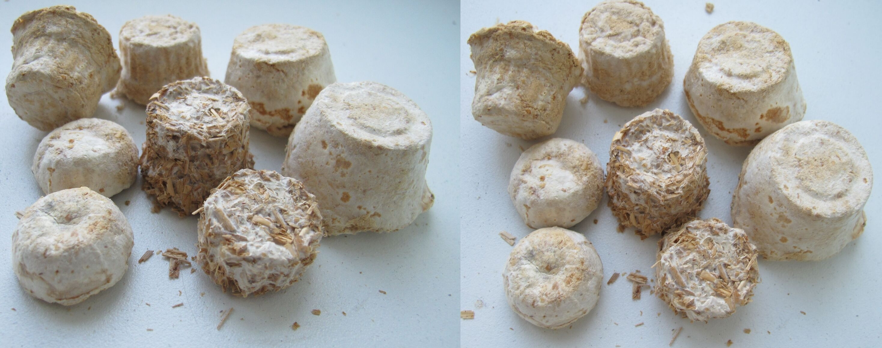 WorldStar Winner: MYCELIUM COMPOSITE PACKAGING PELLETS