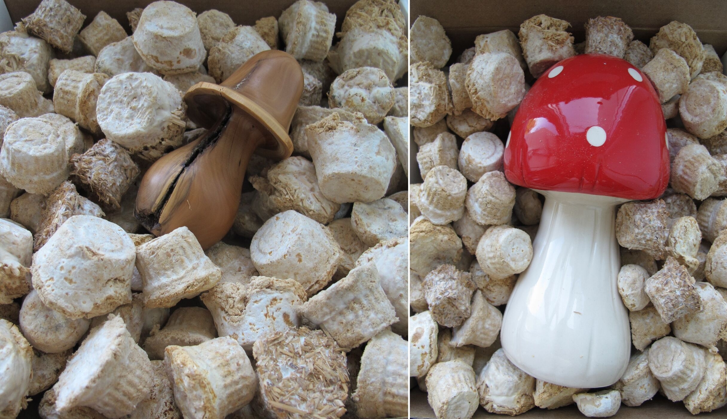 WorldStar Winner: MYCELIUM COMPOSITE PACKAGING PELLETS